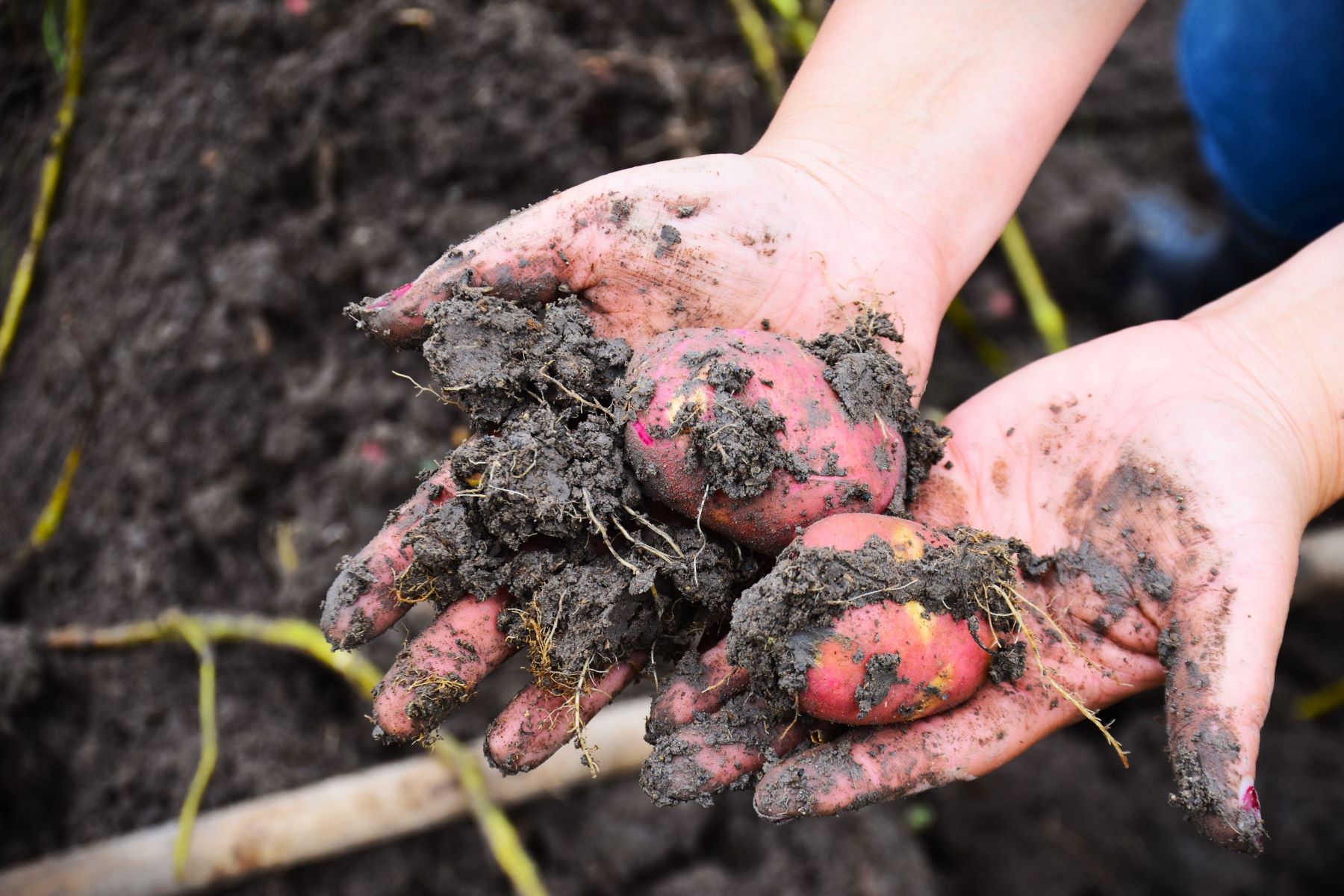 Cosecha de papa en la Granja Miracielos - Universidad Católica de Cuenca